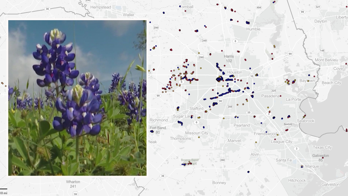 Where to see bluebonnets near me? Texas map shows where wildflowers are ...