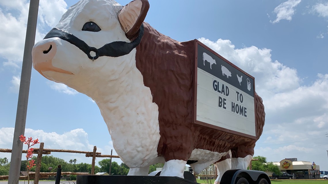 Holy cow! Have you 'herd'? Iconic cow returns home to Kingsville, Texas ...