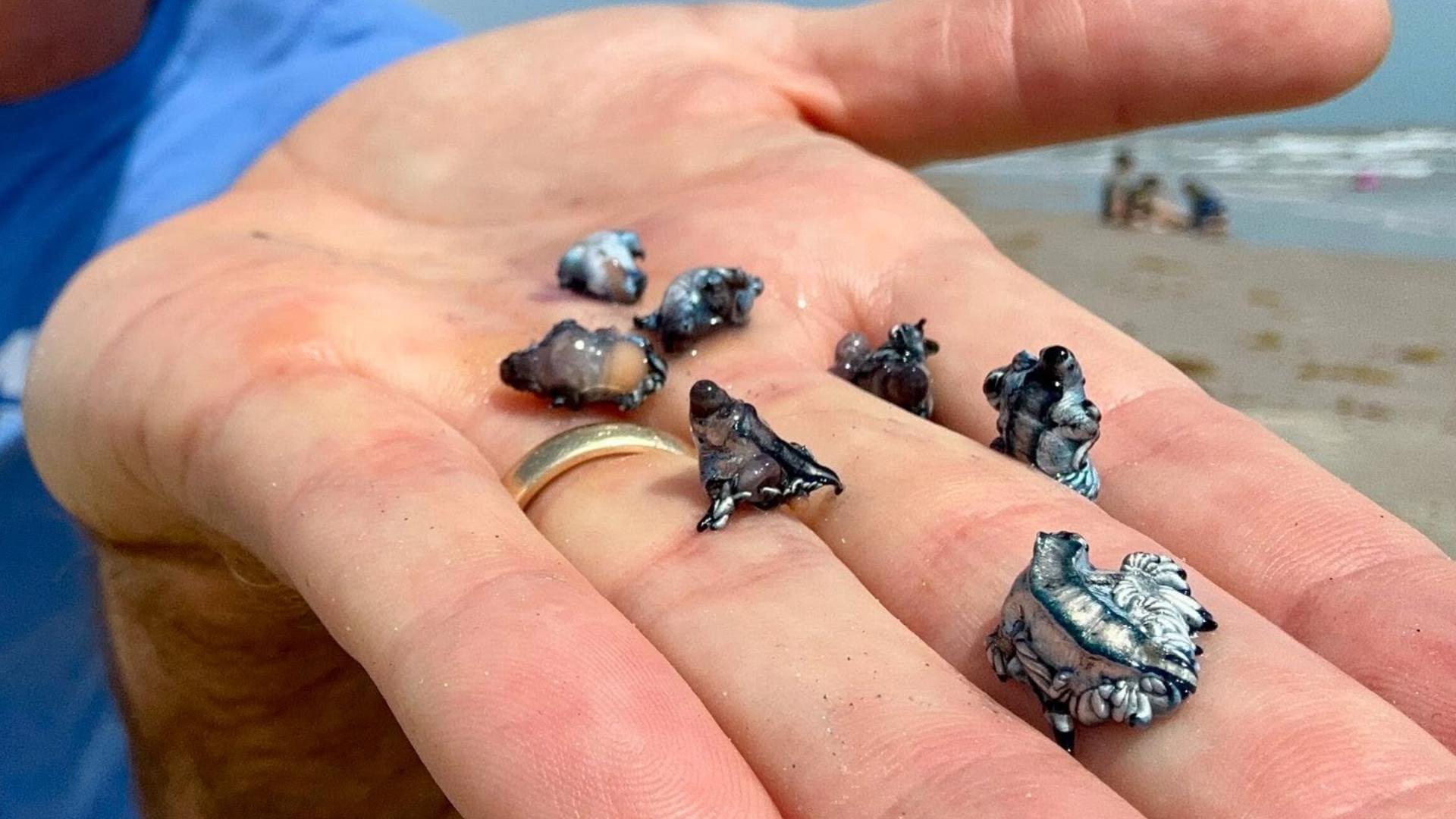 Tiny but dangerous: ‘Blue dragons’ washing up on Texas beaches, Harte ...