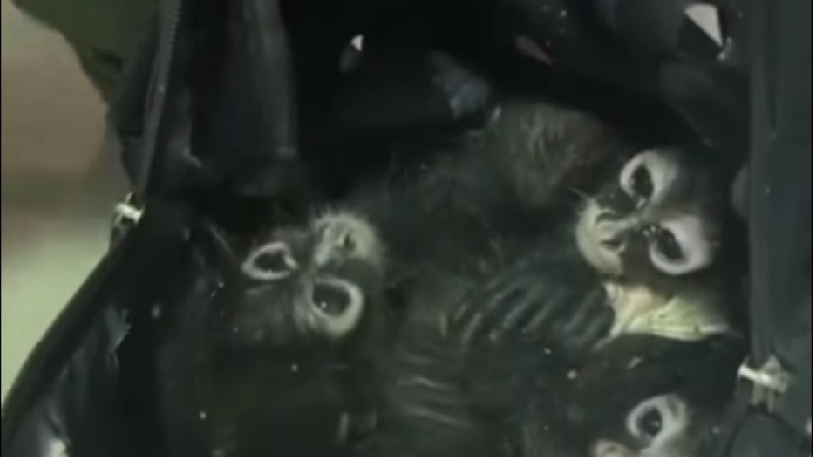 Border agents rescue spider monkeys at Texas border | kvue.com