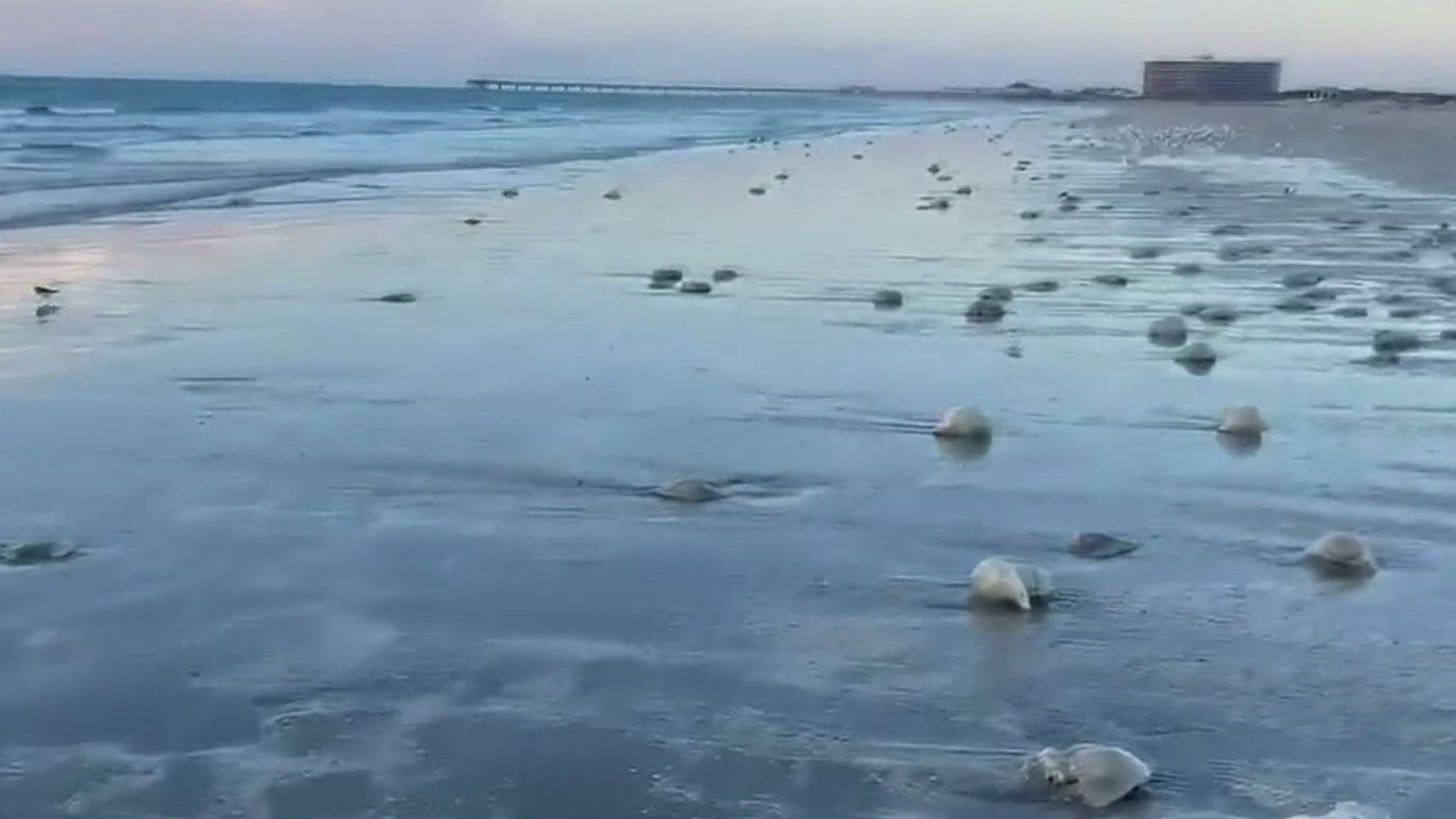 Large bloom of cabbagehead jellyfish wash up on Prt Aransas shore ...