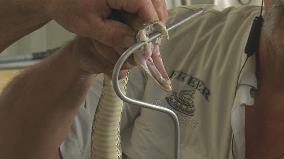 Daughter of Freer rattlesnake handler shares father's legacy | kvue.com