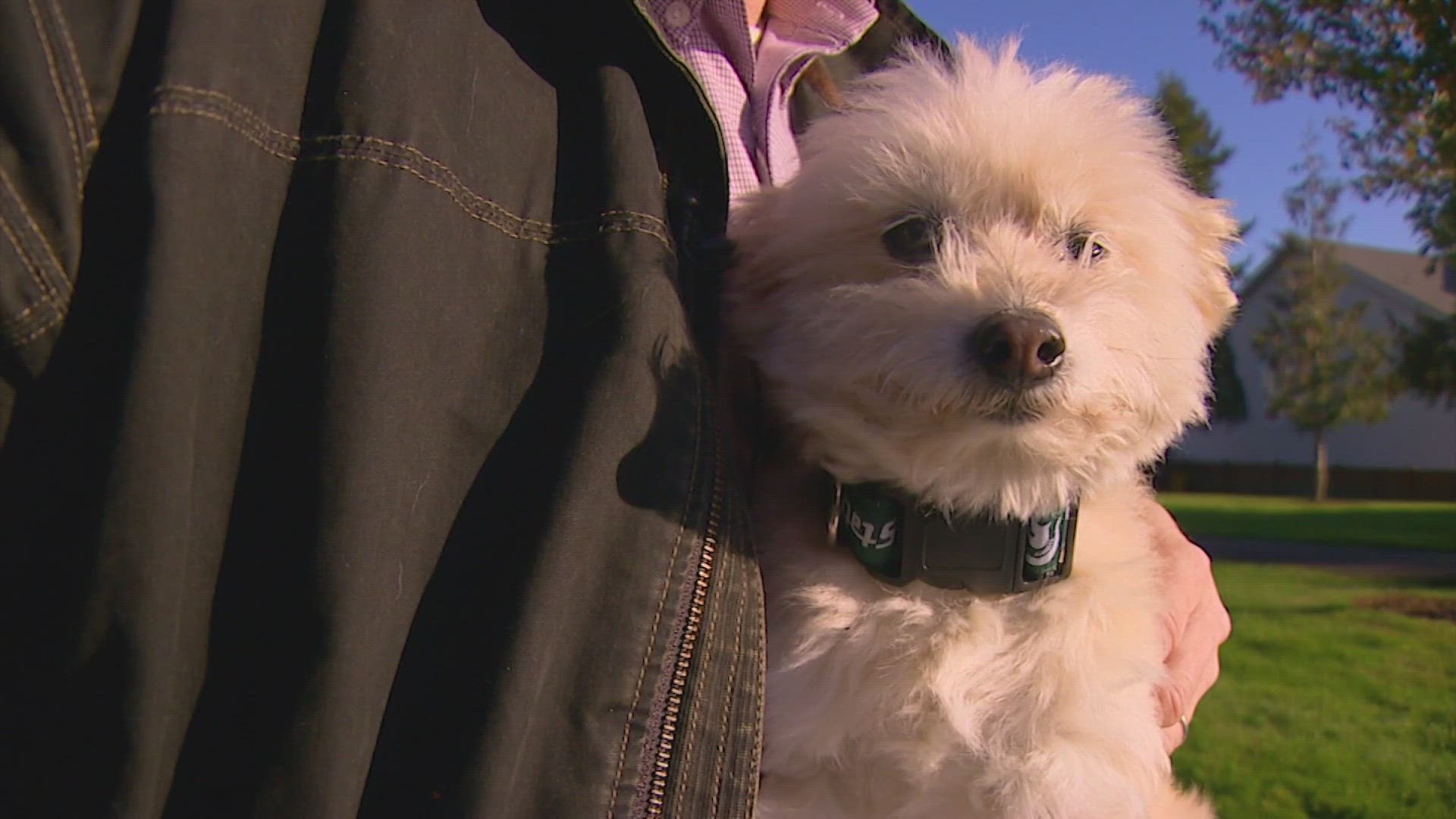 University of Washington studies dog lives with Dog Aging Project ...