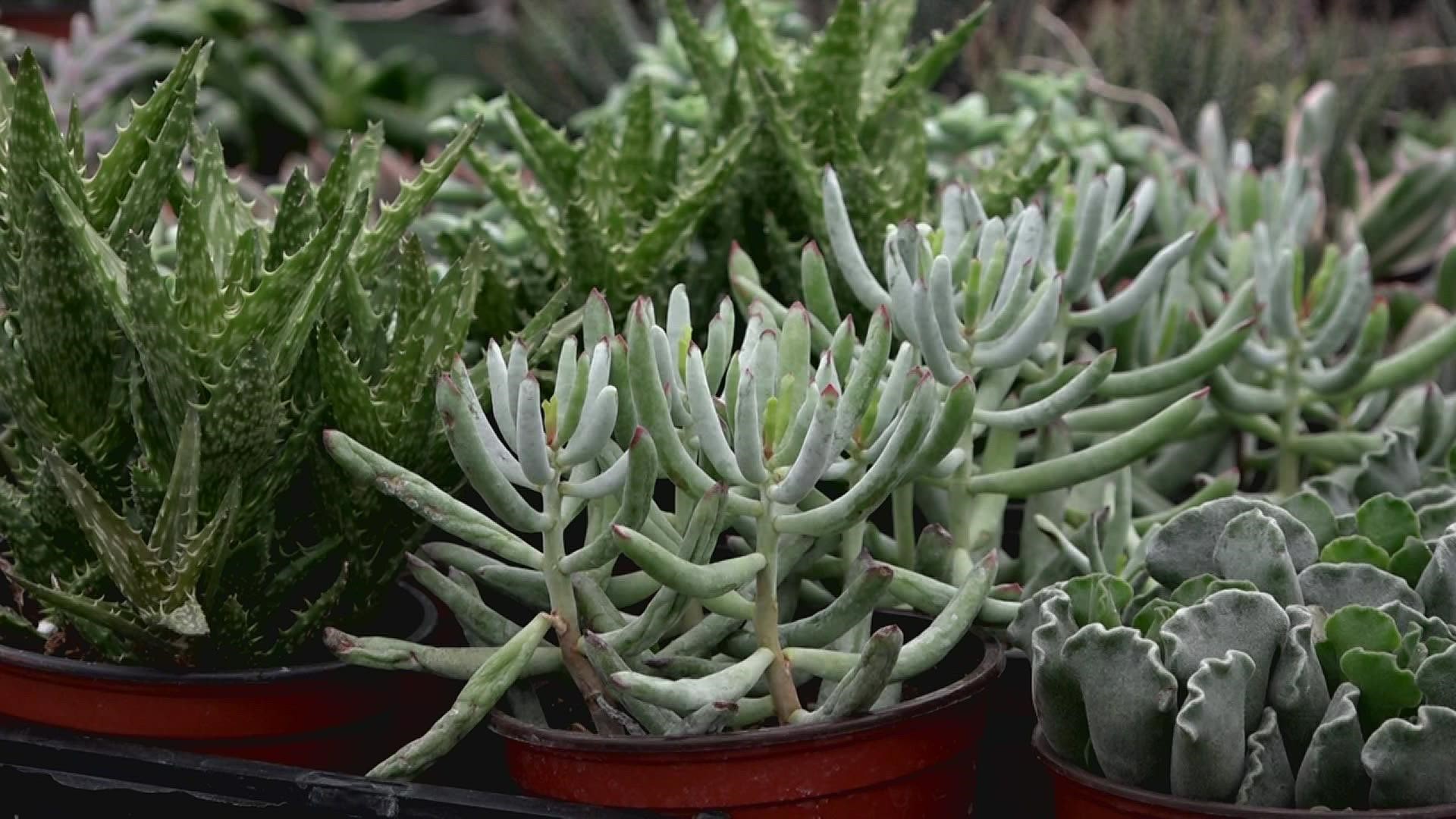Texas This Week: Rep. Chip Roy (R), candidate for U.S. House - District ...
