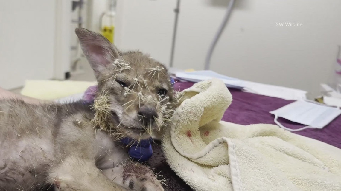 Baby coyote recovering after getting in a prickly situation with a ...