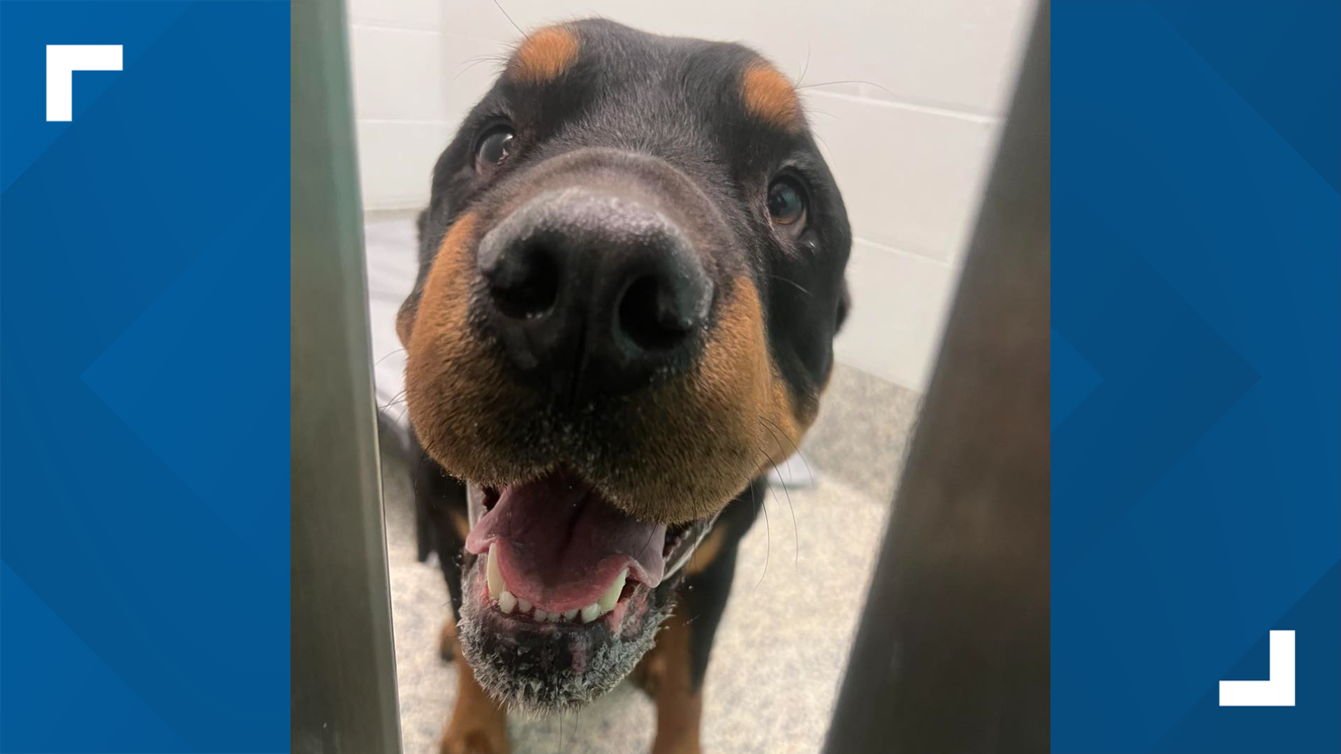 Mystery solved of how dog from Texas ended up on Colorado highway ...