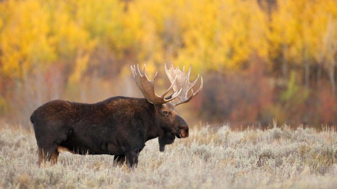 Bull moose falls off cliff onto Boulder Canyon highway | kvue.com