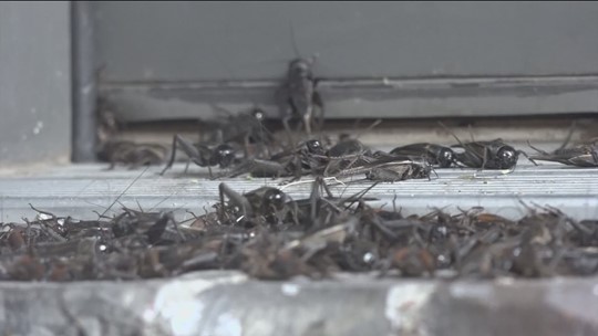 Why are there more crickets in Texas during the fall? | kvue.com