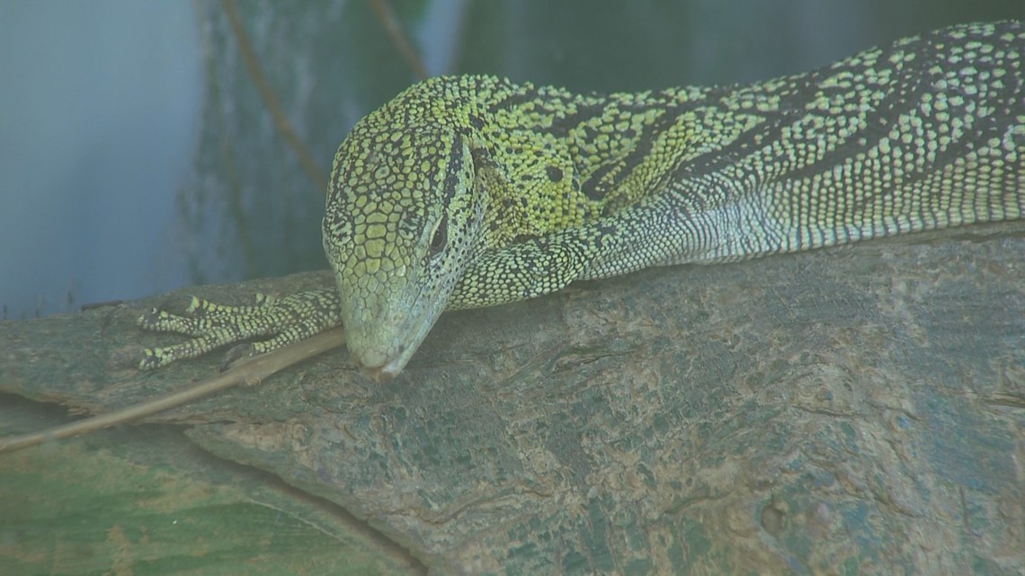 Animal World and Snake Farm Zoo in New Braunfels experience | kvue.com