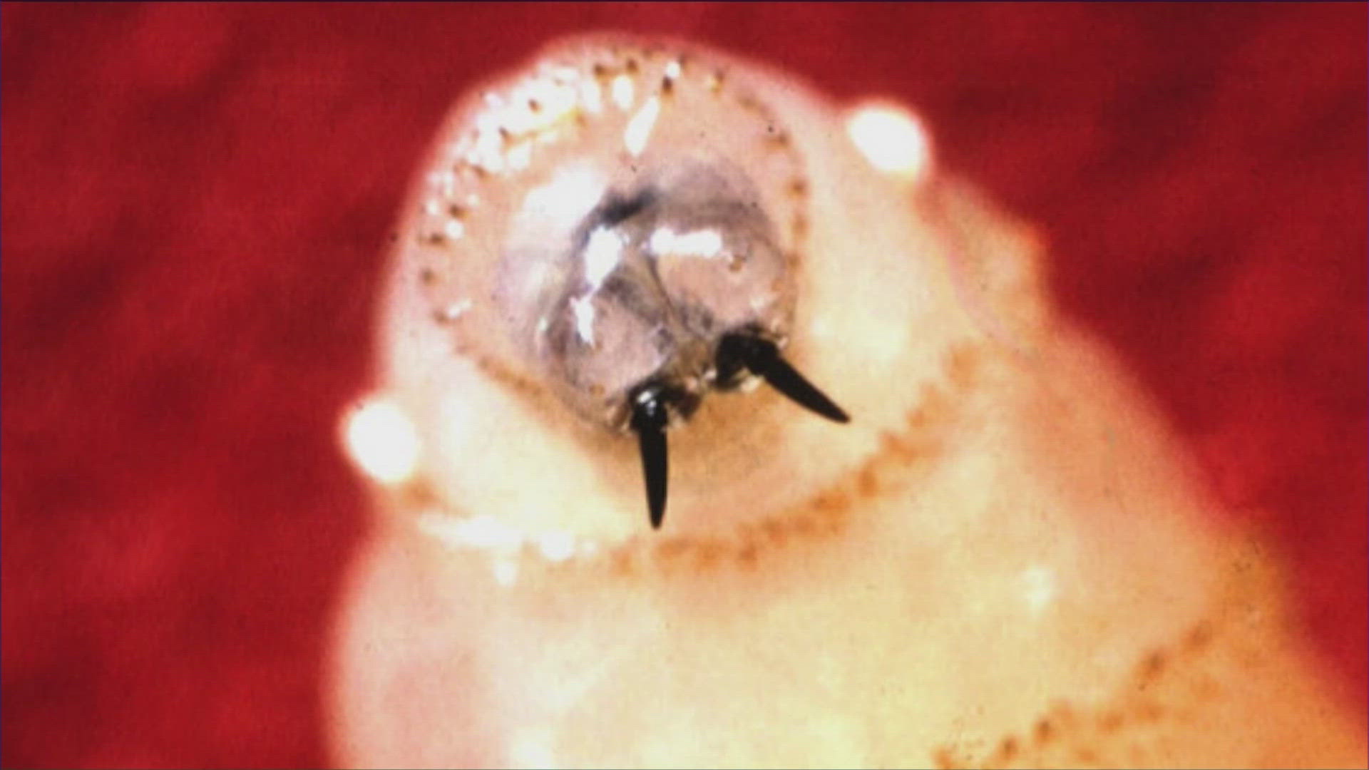 Officials concerned that New World screwworm could end up in Texas ...