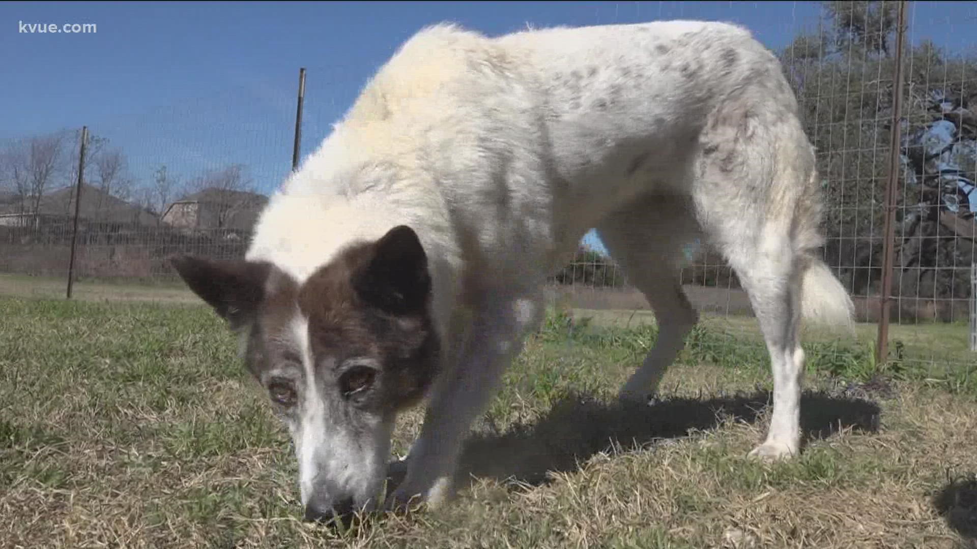 Pet of the Week: Meet Polly | kvue.com