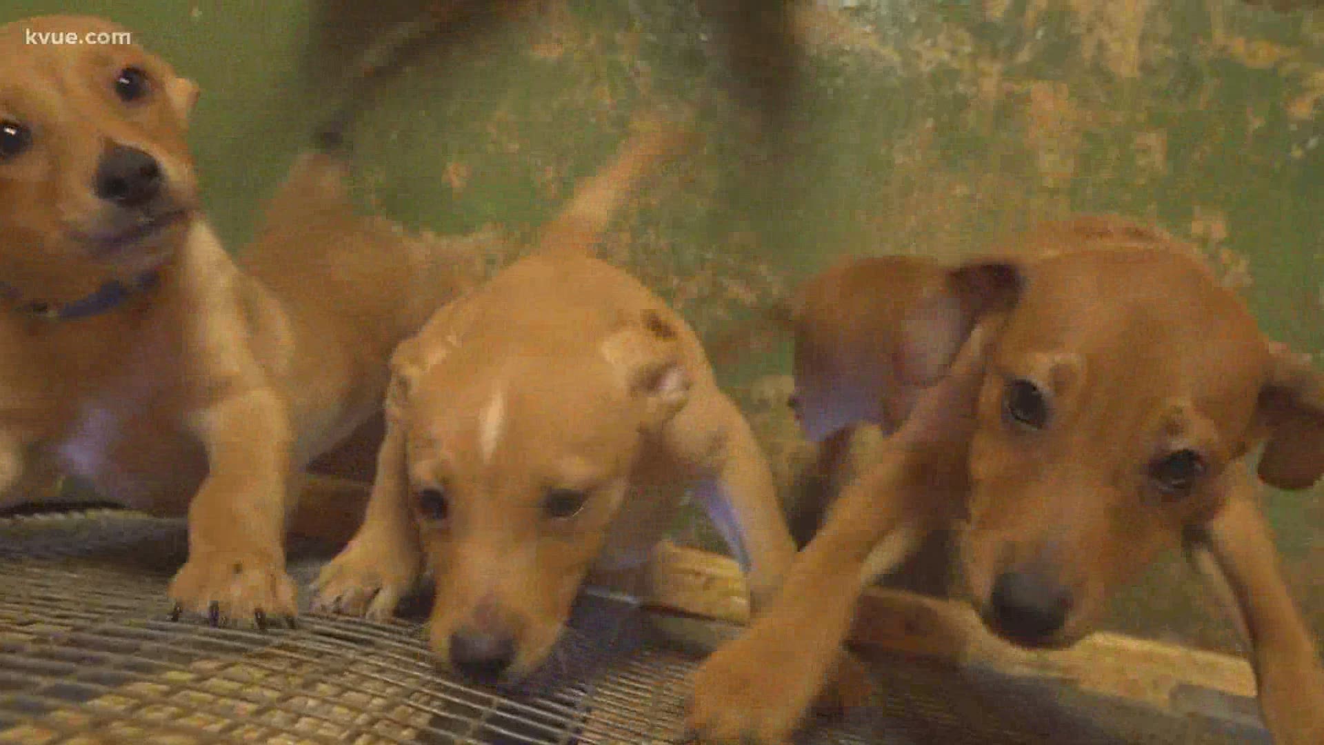 Pet of the Week: Meet Twix, Snickers, Milky Way and Butterfingers ...