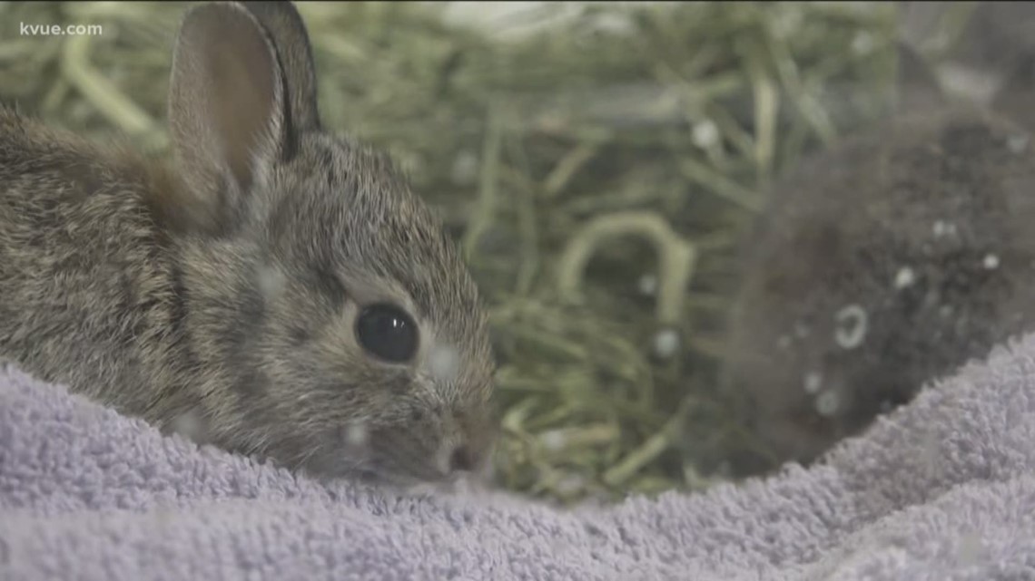 Baby rabbit nests: Check your yard before mowing | kvue.com