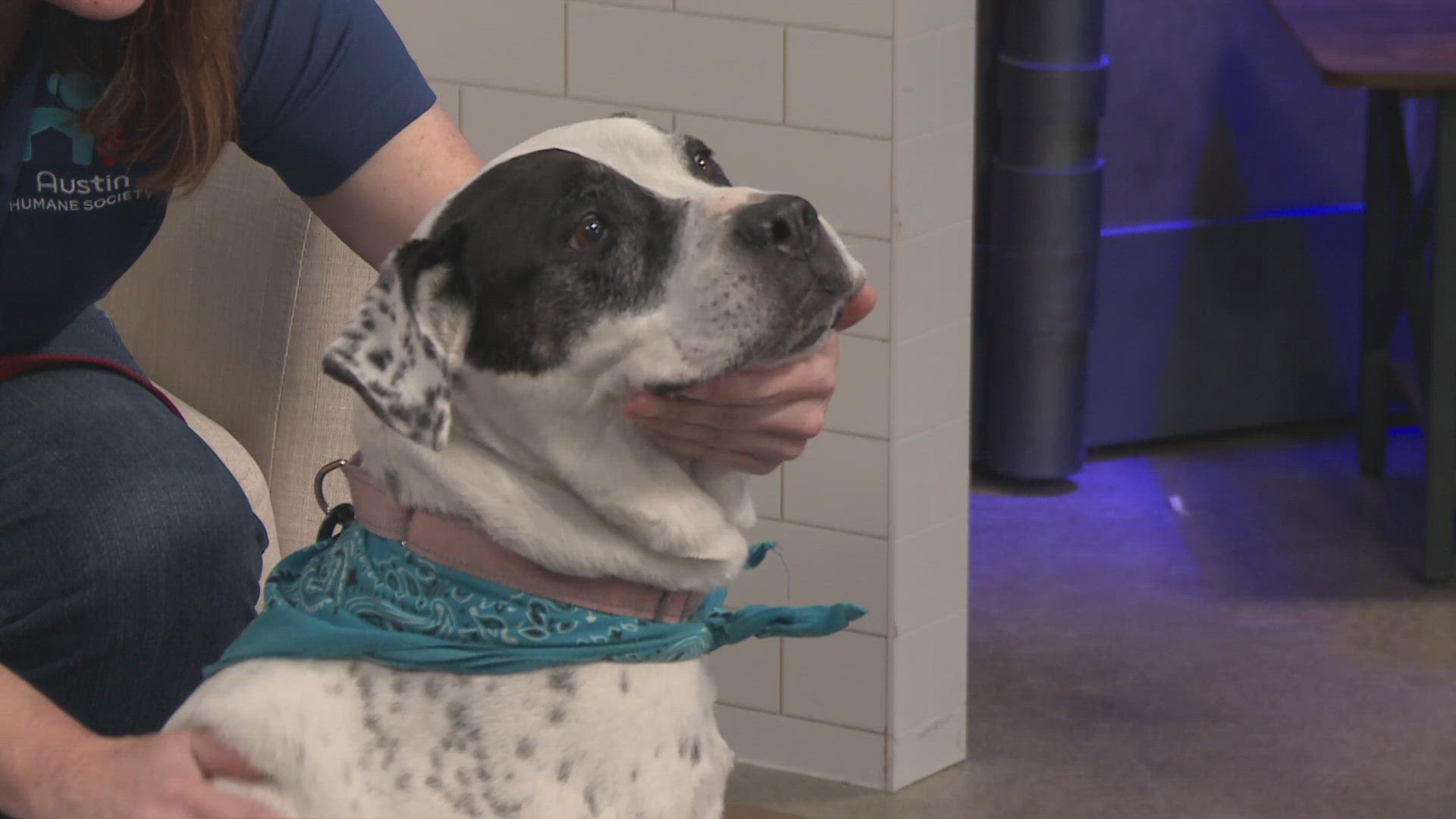 Meet Sugar Plum, a dog available to adopt from the Austin Humane ...