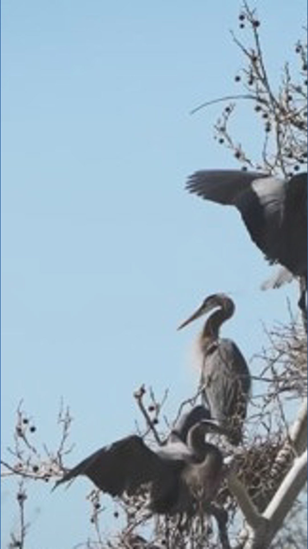 Great blue heron colony nestled near Downtown Austin | kvue.com