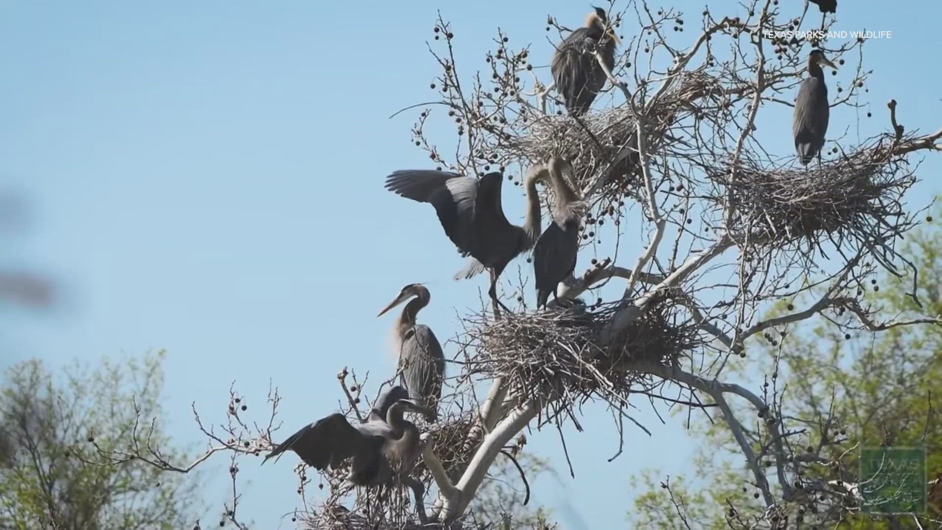 Great blue heron colony nestled near Downtown Austin | kvue.com