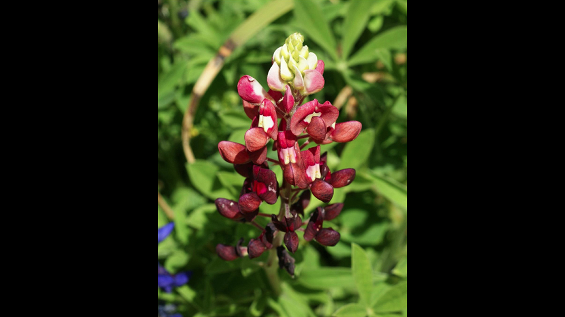 PHOTOS: Bluebonnets come in different colors and sizes | kvue.com