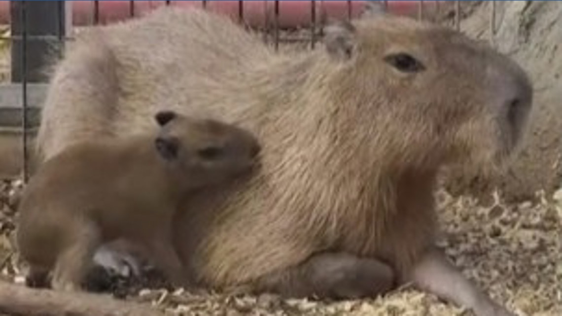 You can help name 2 baby capybaras at Animal World and Snake Farm Zoo ...