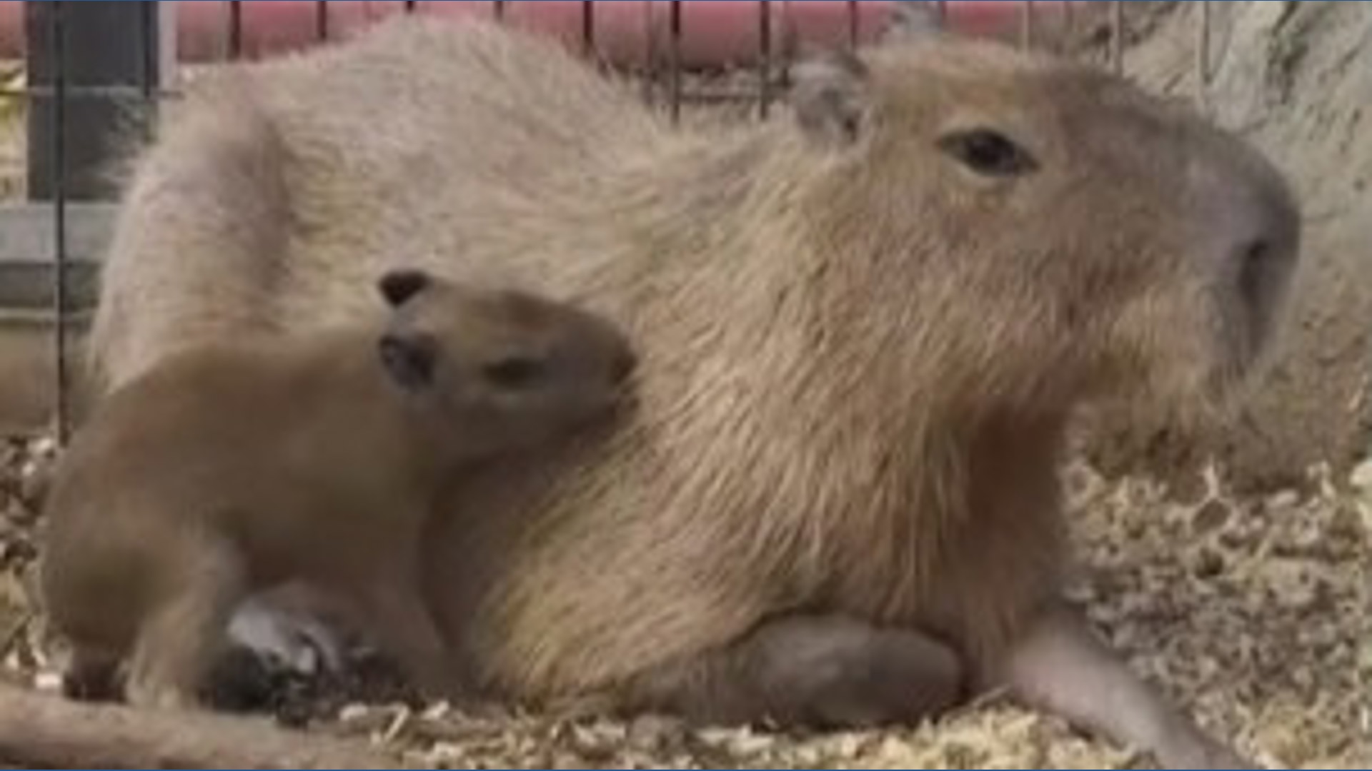 You can help name 2 baby capybaras at Animal World and Snake Farm Zoo ...