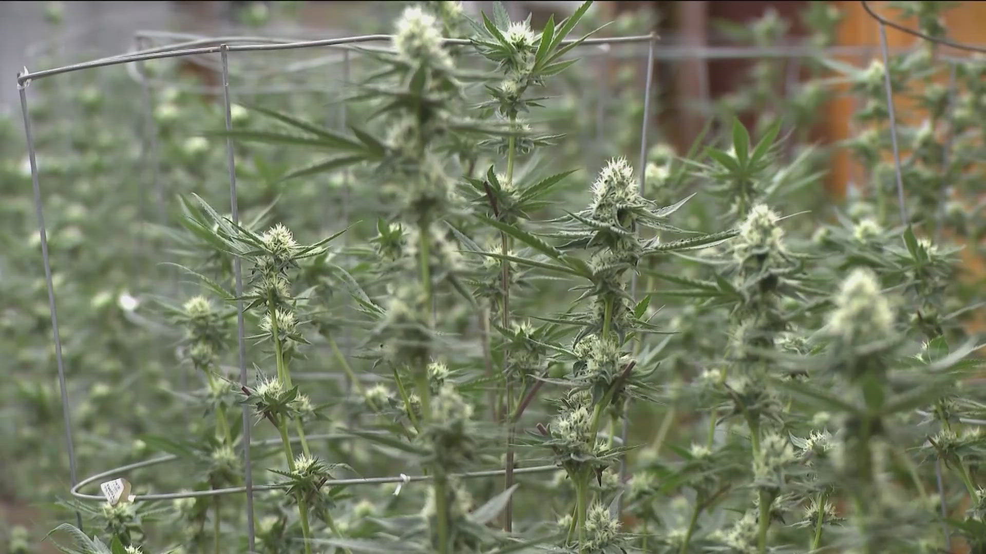 TABC taking feedback on proposed THC rules | kvue.com