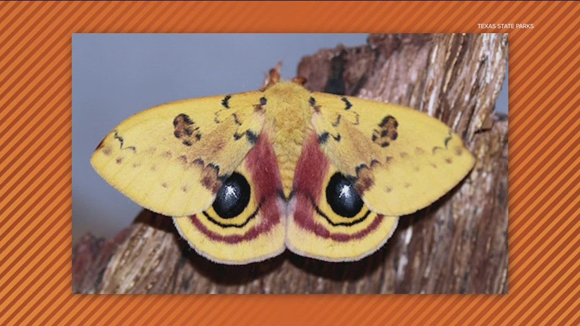 National Moth Week: Texas State Parks shares fun moth facts | kvue.com