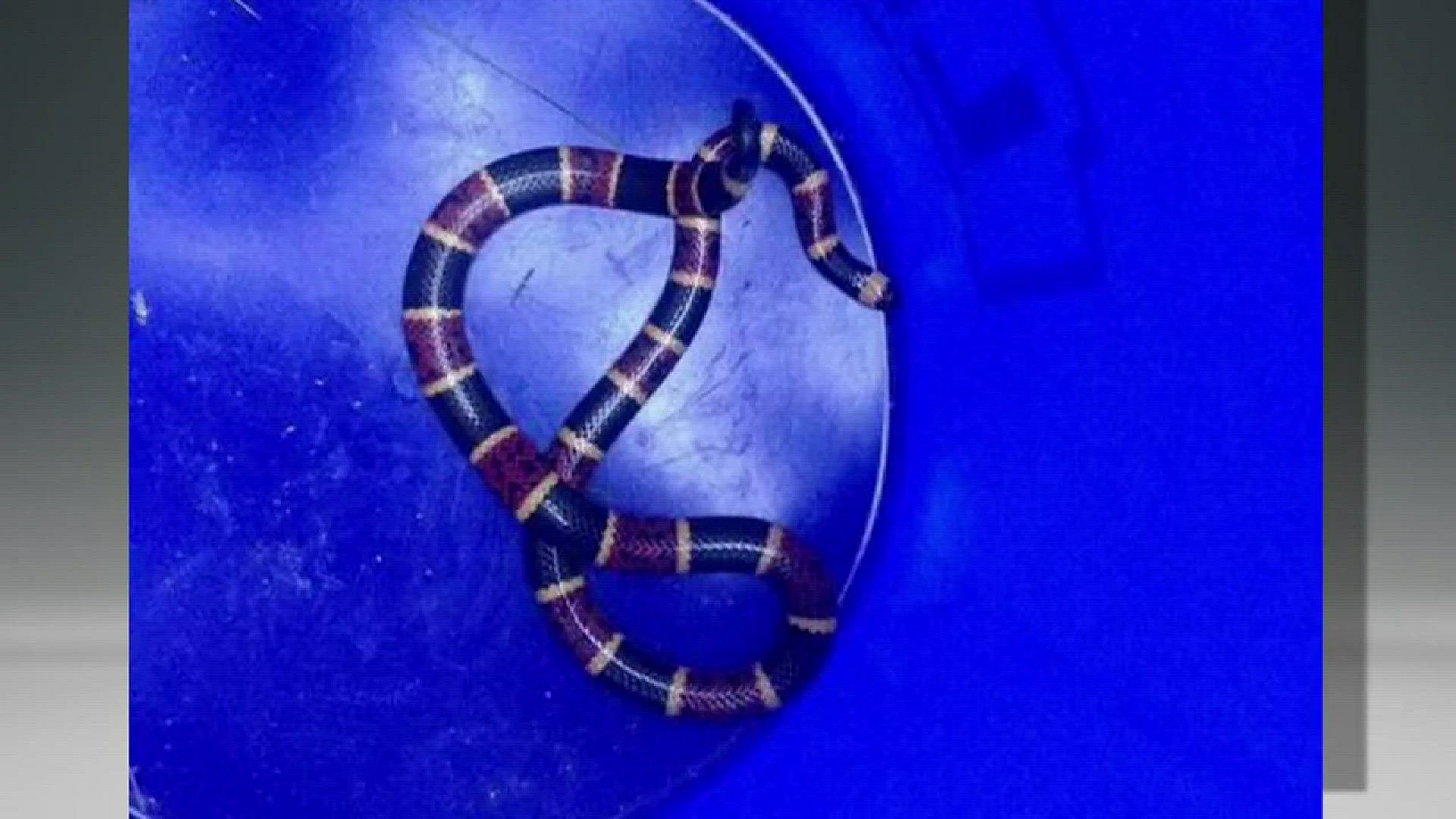 Large snakes slithering into Austin homes | kvue.com