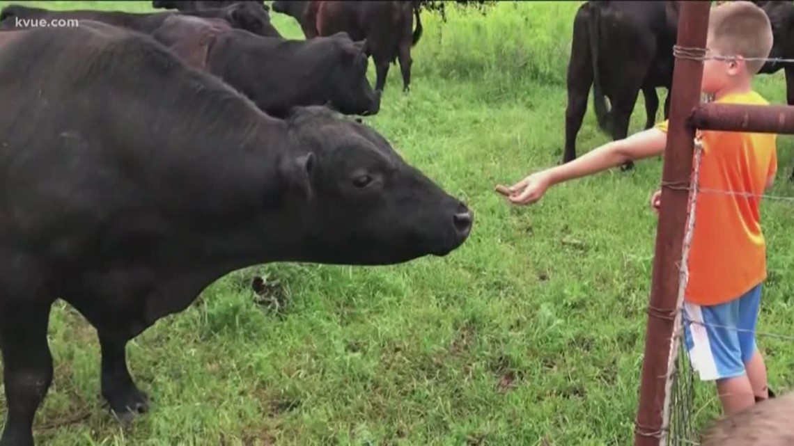 Make You Smile: Kids feeding cows | kvue.com