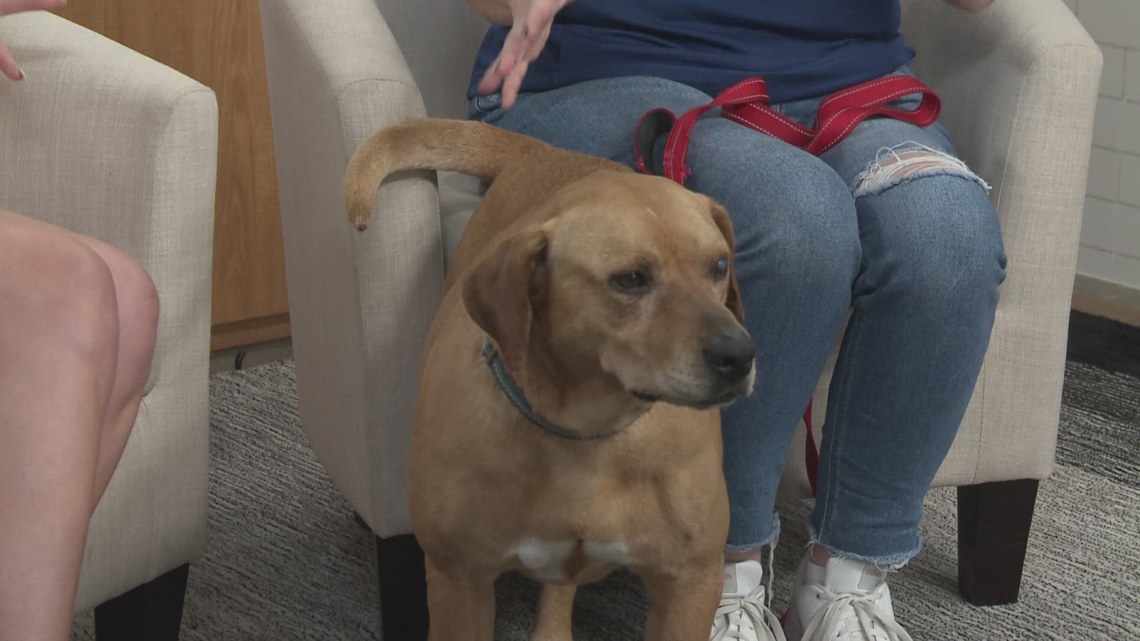 Meet Toby, a 6-year-old lab mix available to adopt from the Austin ...