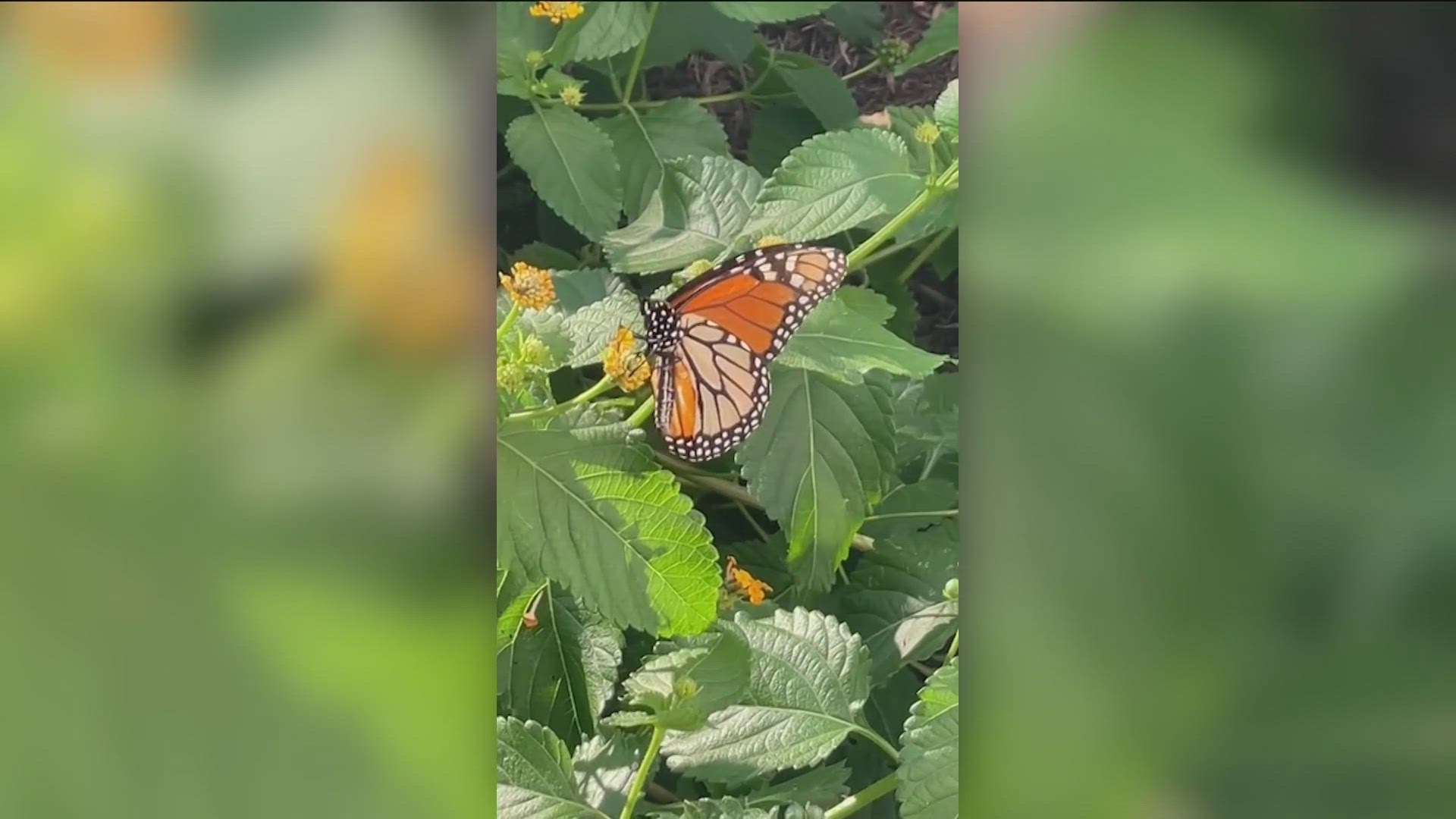 Monarch butterflies migrating through Central Texas | kvue.com
