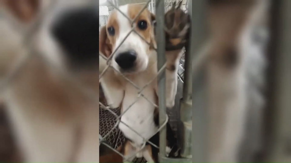 Controversial dog research facility to close in Wisconsin | kvue.com