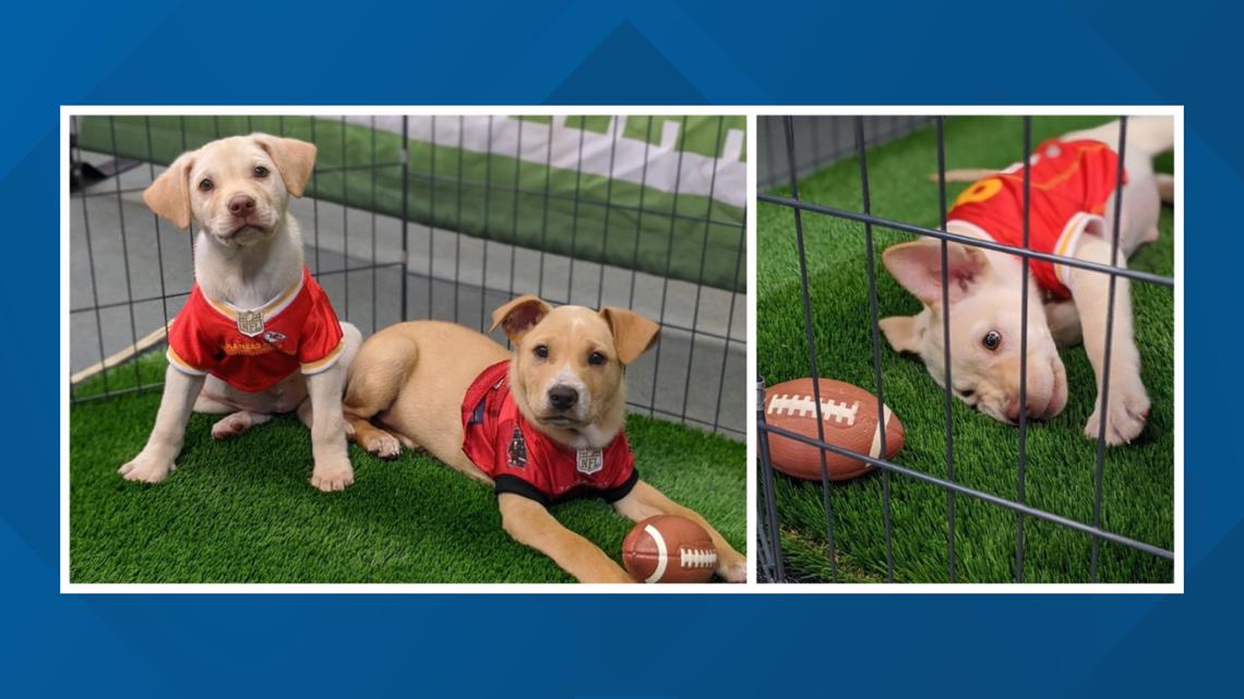 Watch Austin Humane Society's Puppy Bowl | kvue.com