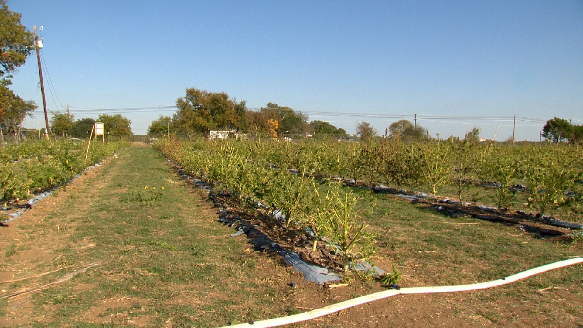 Texas sees first hemp harvesting season after 2019 hemp bill passed ...