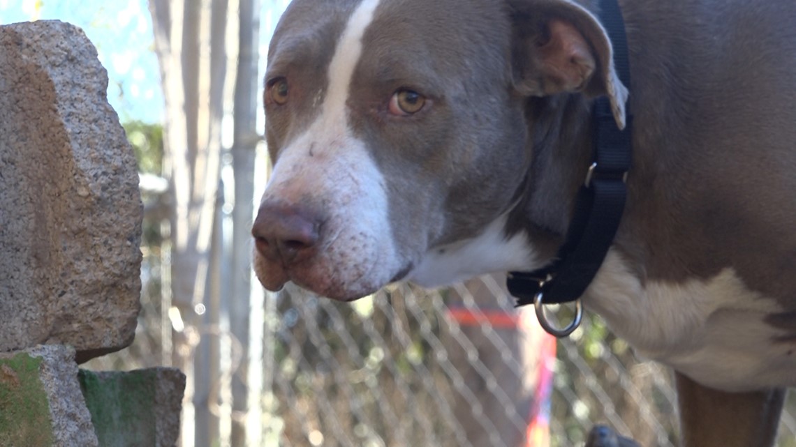 Austin Pets Alive! helps rescue 58 dogs at rural Texas property | kvue.com