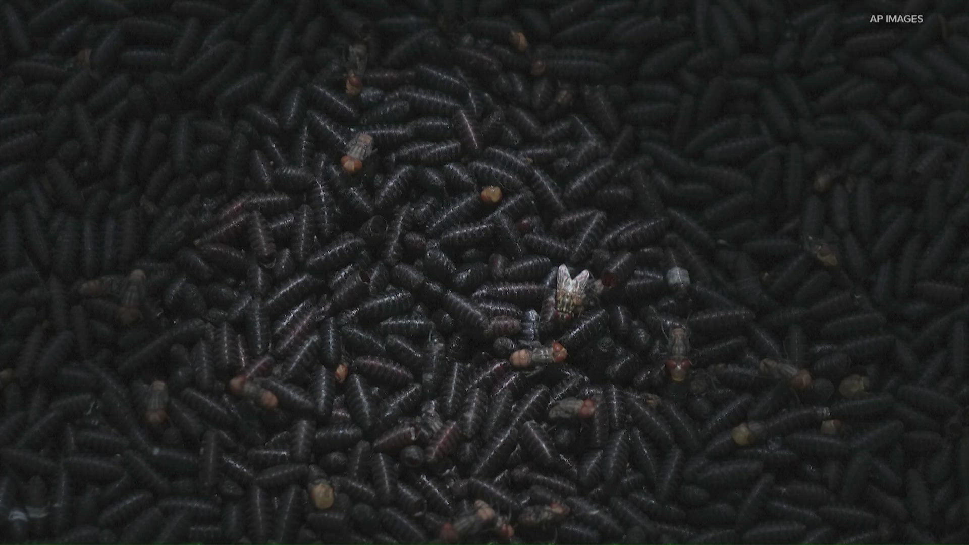 New screwworm cases identified closer to Texas border | kvue.com