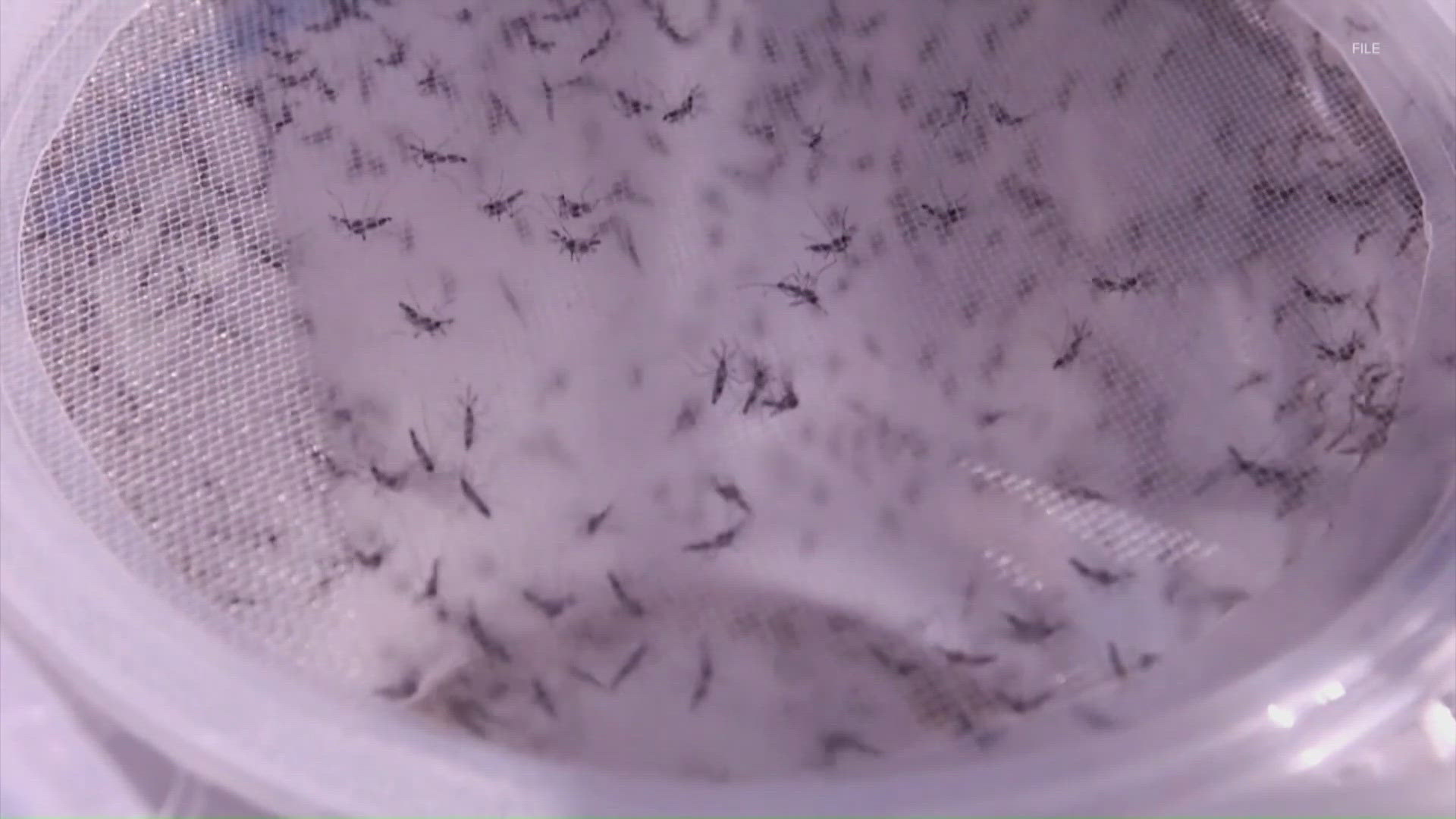 Mosquitoes test positive for West Nile virus in Williamson County ...