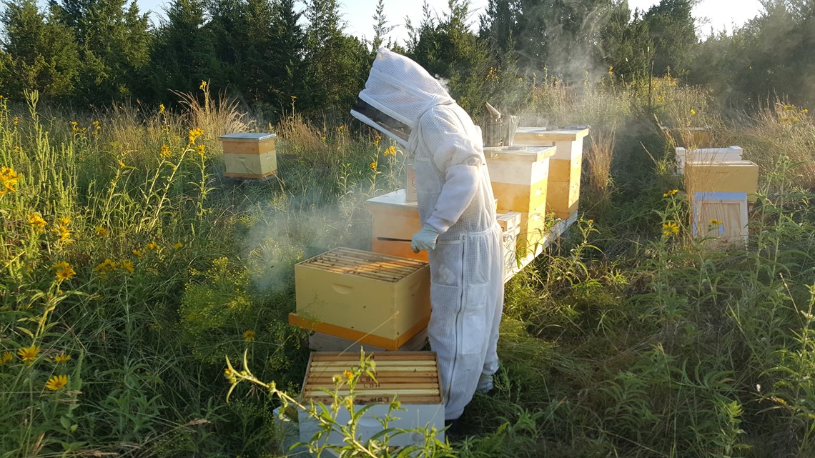 Austin beekeeper looking after 5 million bees and counting | kvue.com