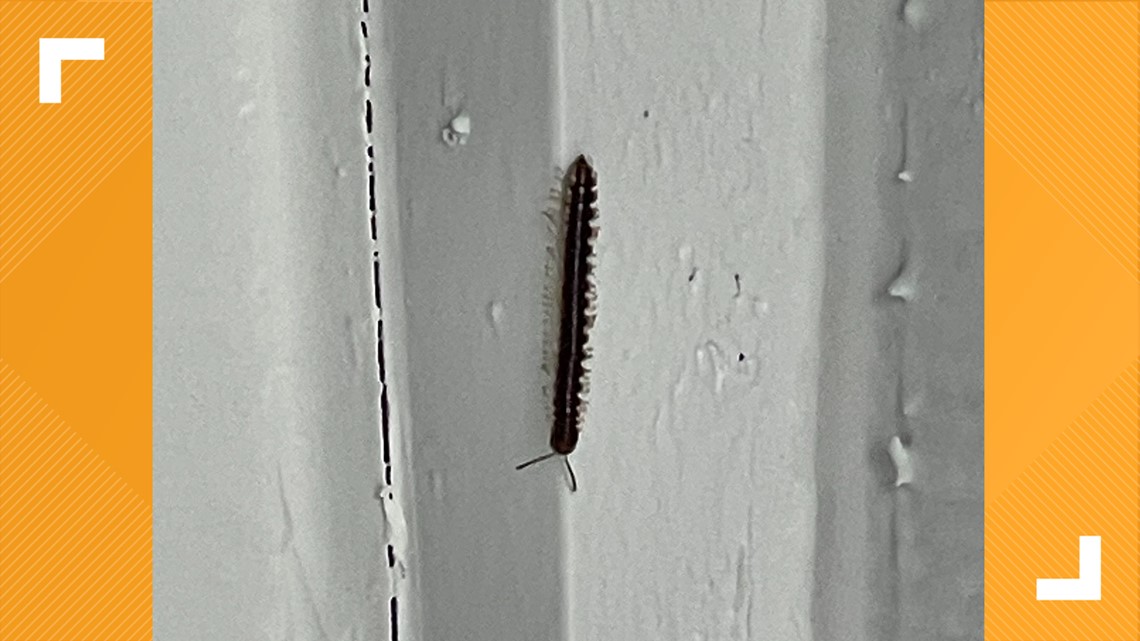 Bugging out: More spring insects popping up after Central Texas ...