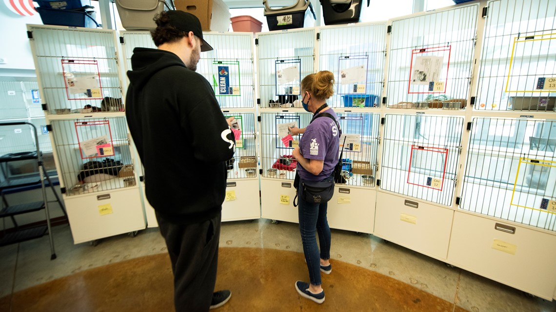 Austin Animal Center says all adoption fees waived as it faces a 'space ...