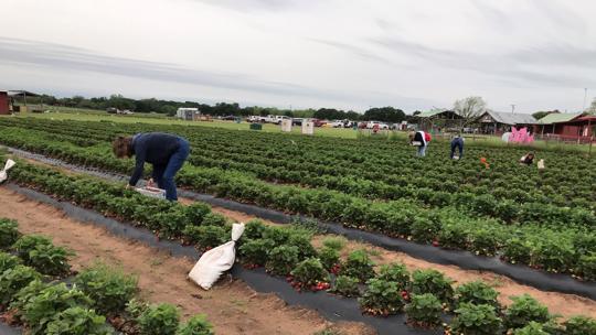 Sweet Berry Farm Marble Falls still open | kvue.com