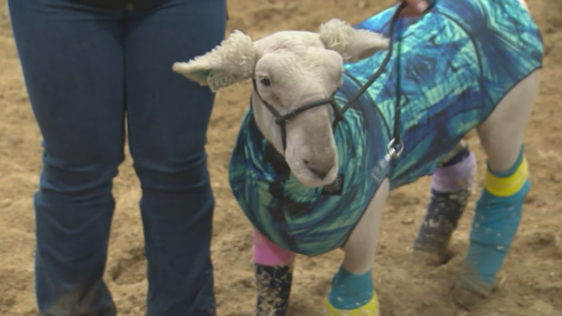 Over 400 animals shown at Travis County Youth Show | kvue.com