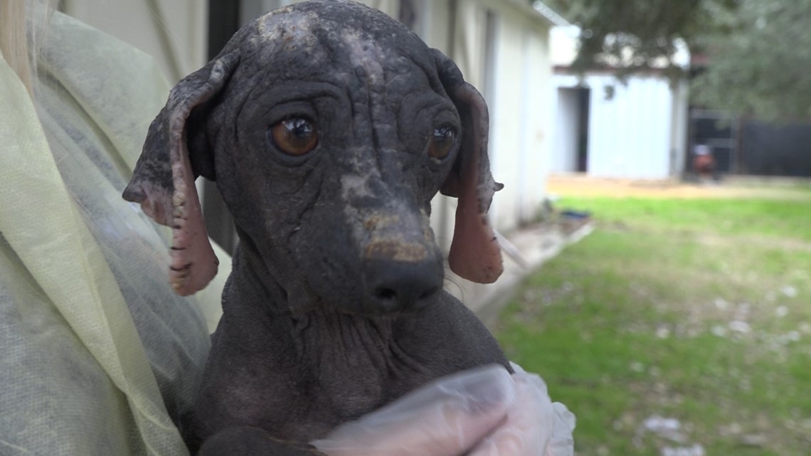 Animal rescue in Leander saves dogs just days before being euthanized ...