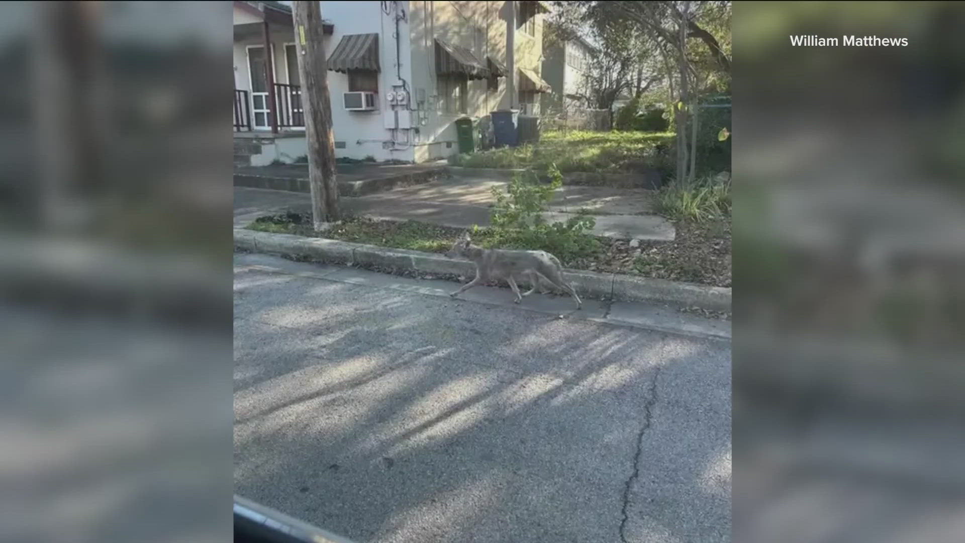 Concerns grow as coyotes prowl near Austin's Hyde Park | kvue.com