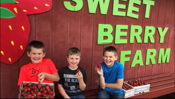 Sweet Berry Farm Marble Falls still open | kvue.com