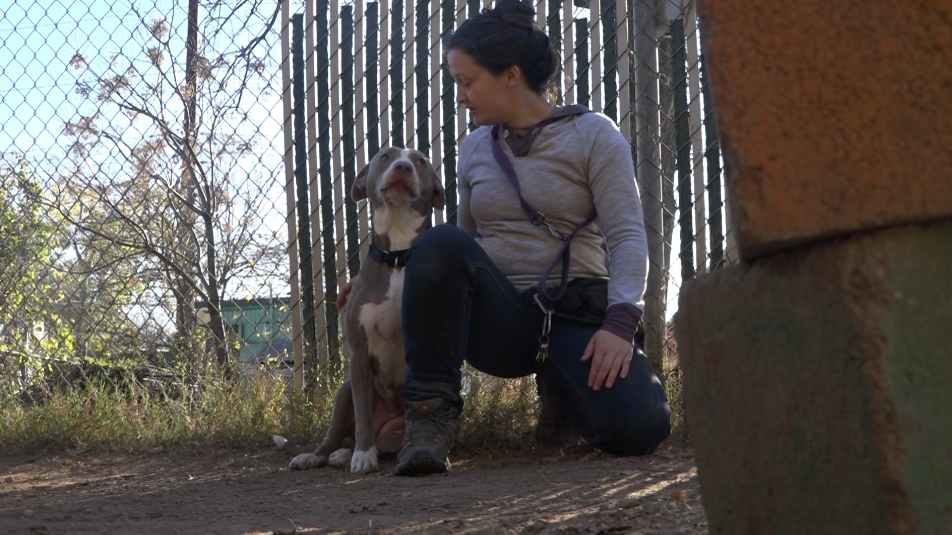 Austin Pets Alive! helps rescue 58 dogs at rural Texas property | kvue.com