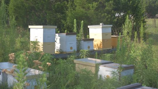Austin beekeeper looking after 5 million bees and counting | kvue.com