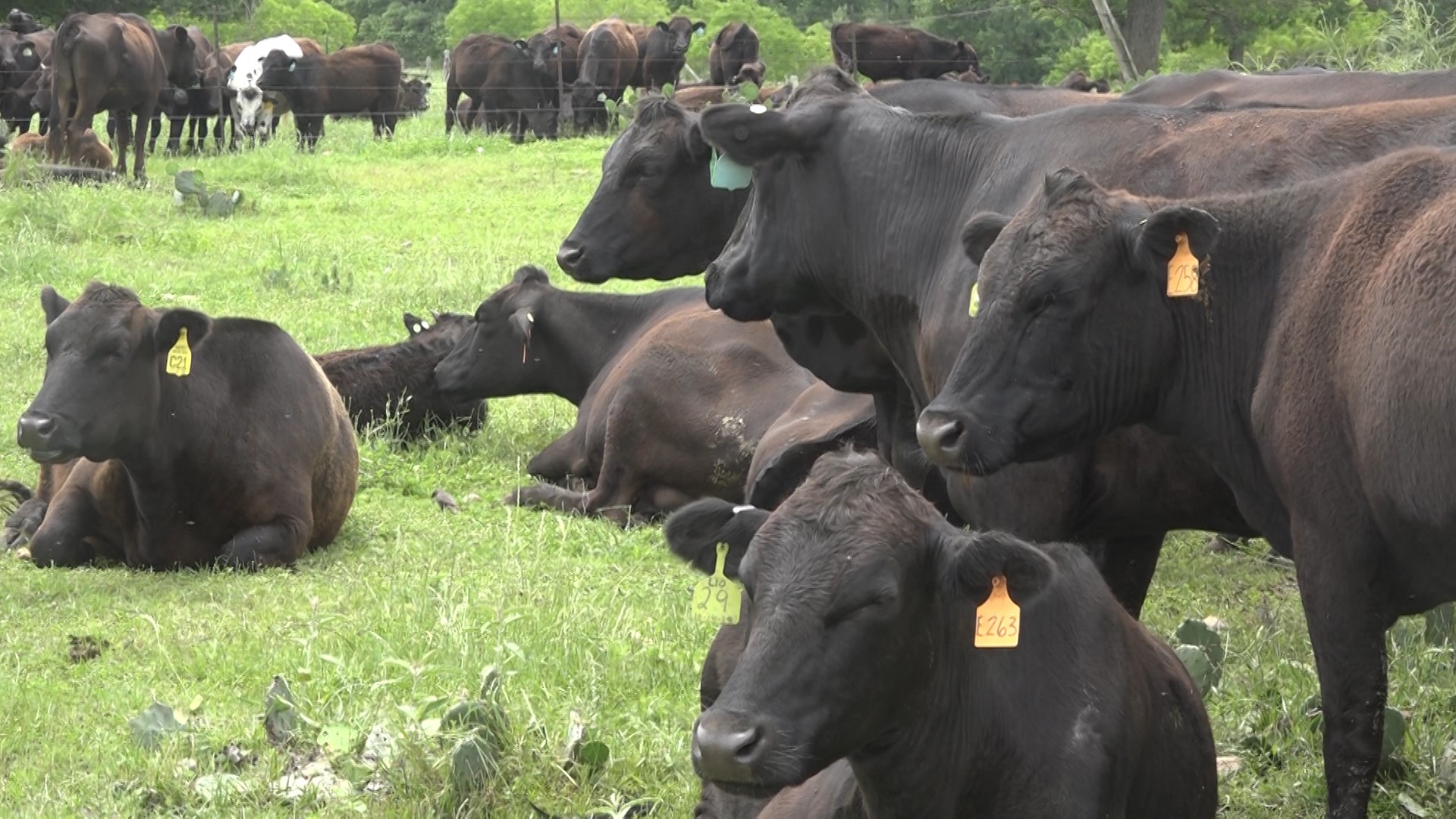 COVID-19's impact on the Texas meat industry | kvue.com