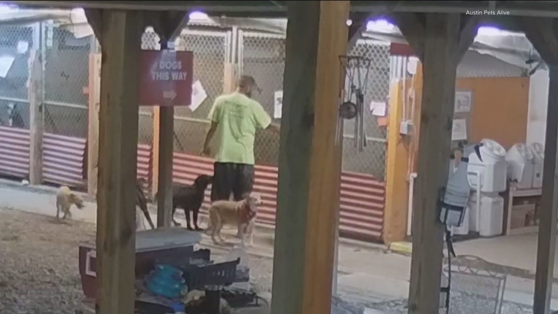 Intruder releases dogs from Downtown Austin shelter, resulting in 1 dog ...