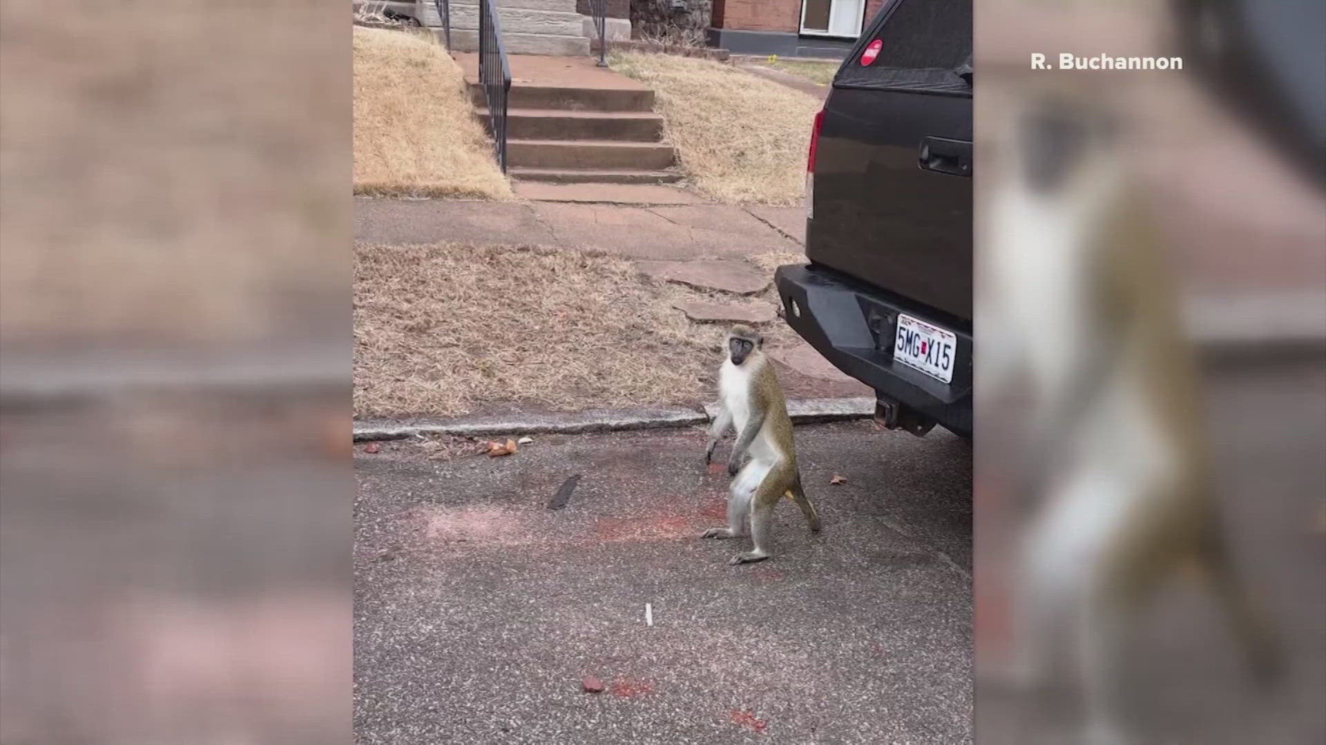 Officials searching for several monkeys loose in St. Louis | kvue.com