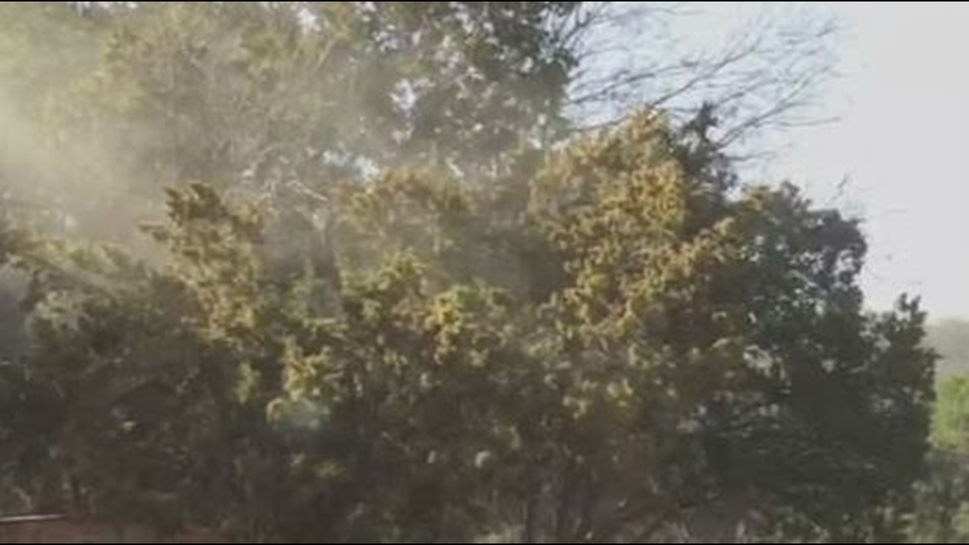 Residents preparing for cedar season | kvue.com