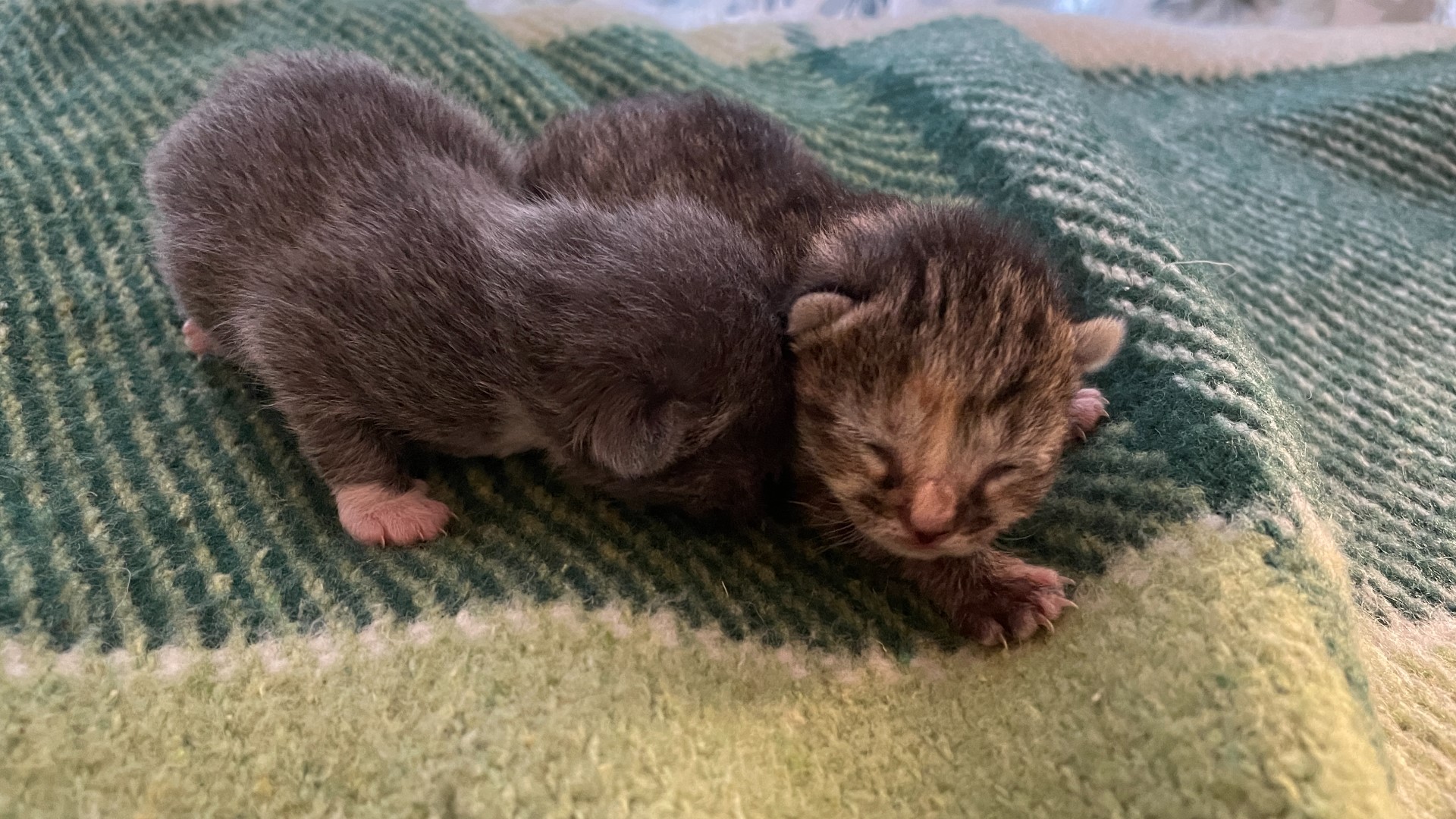 Sparkle welcomes first litter of kittens to Austin Pets Alive! | kvue.com